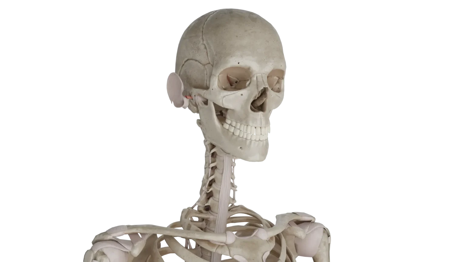 3D Anatomy Model Of Head And Neck Bones 3d-anatomy-model-of-head-and-neck-bones
